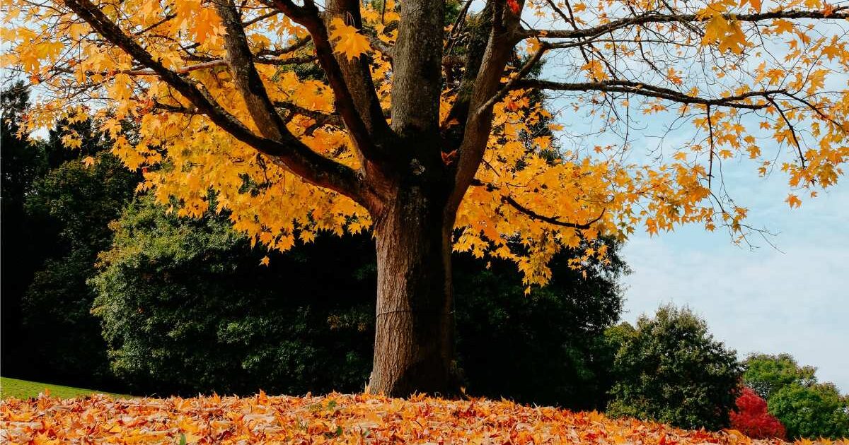 Washington, DC Walking Tours – The Mayflower Hotel